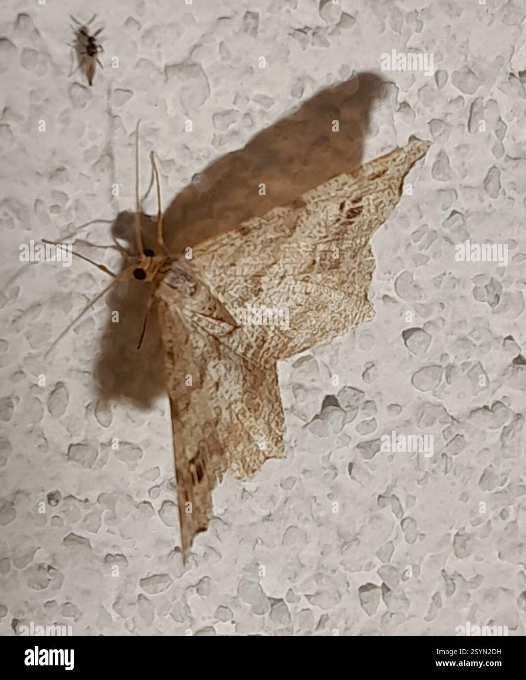 Sharp-angled Peacock Moth (Macaria alternata), Insecta, Zsámbok, 2116 Magyarország Stock Photo ...