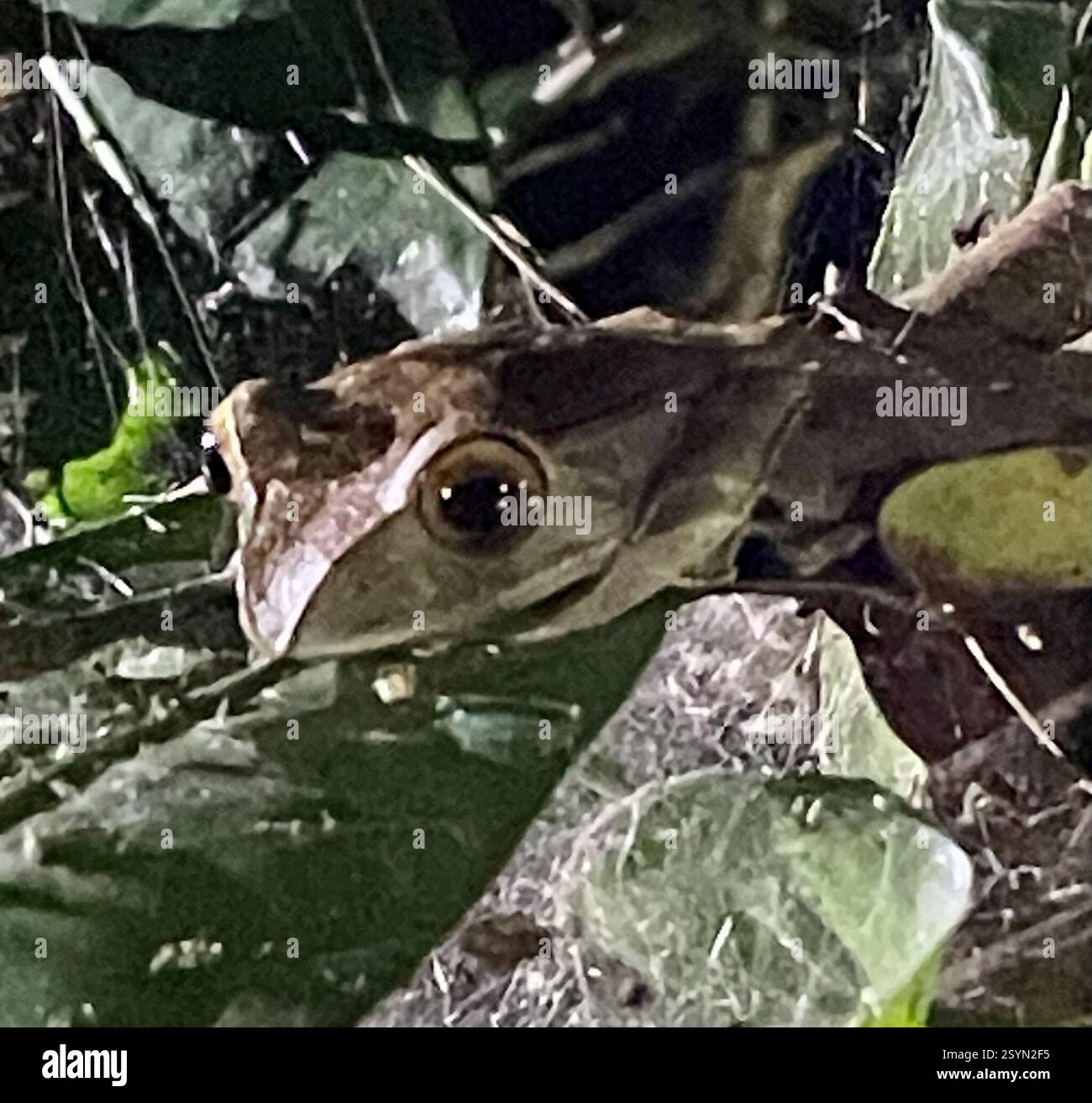 Madagascar Bright-eyed Frog (Boophis madagascariensis), Amphibia ...