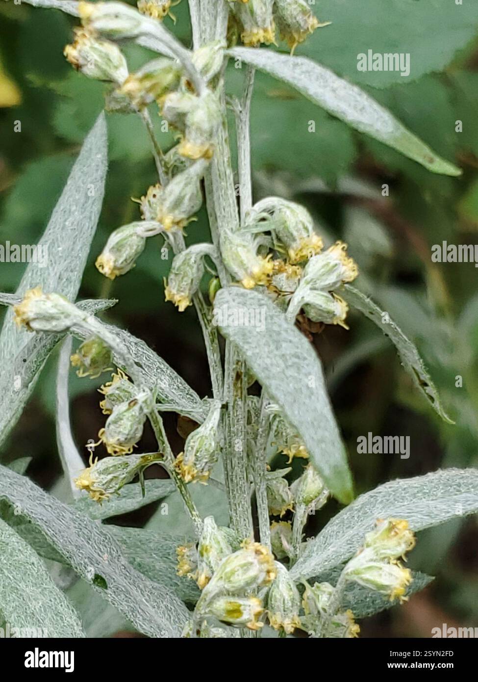 absinthe wormwood (Artemisia absinthium), Plantae, Judith Basin County ...
