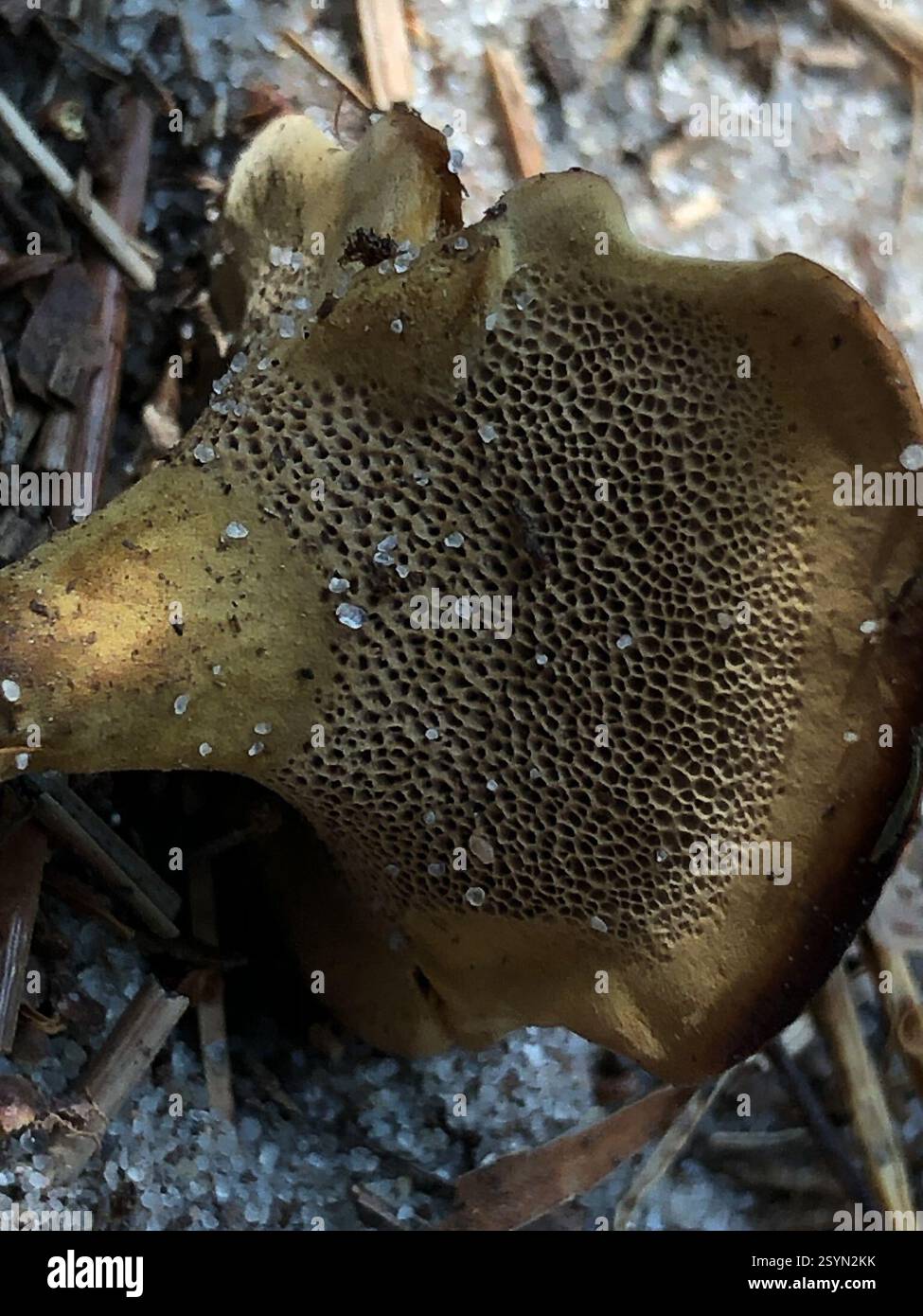 (Coltricia), Fungi, Pictured Rocks National Lakeshore, Grand Marais, MI ...