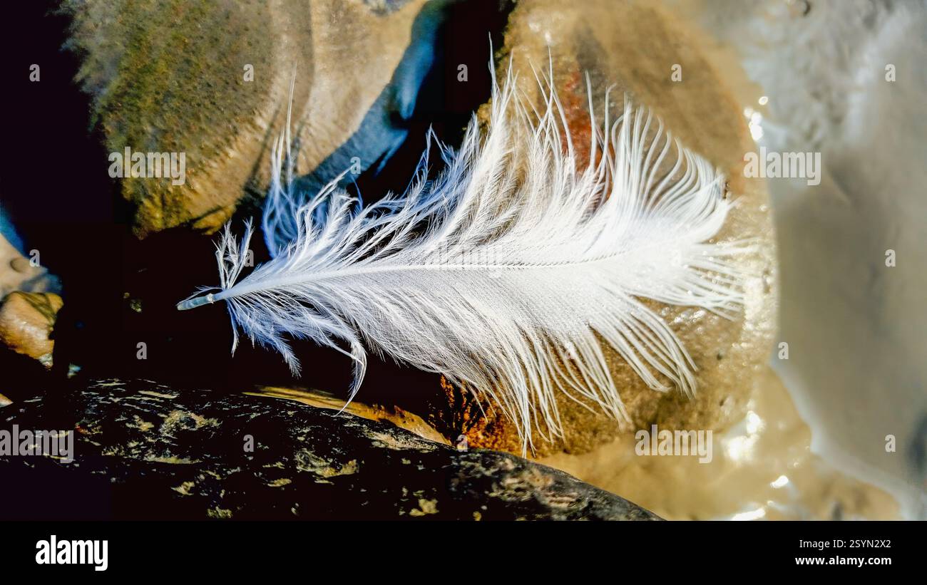 A delicate white feather resting on a riverbed at dawn. The feather's ...
