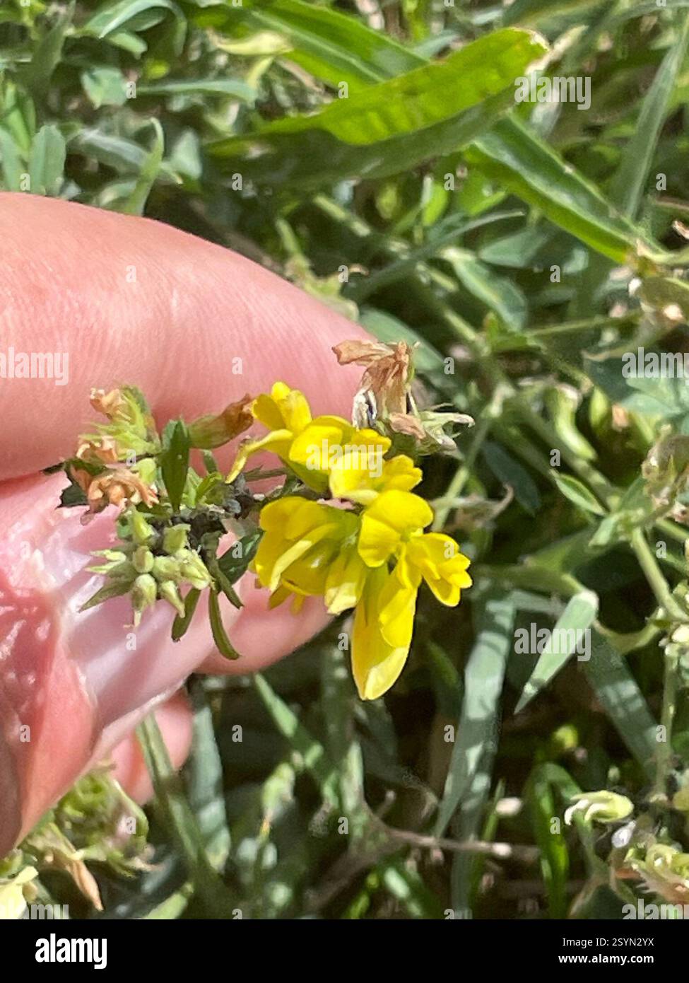 sickle alfalfa (Medicago falcata), Plantae, Gloriette, Vienna, Vienna ...