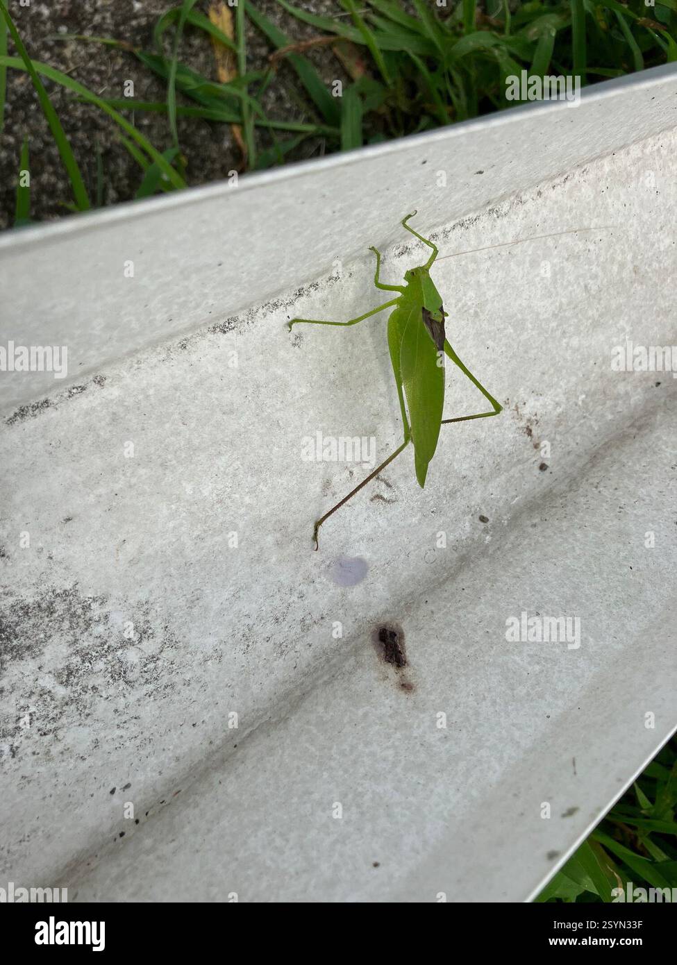 Oblong-winged Katydid (Amblycorypha oblongifolia), Insecta, Dunbridge ...