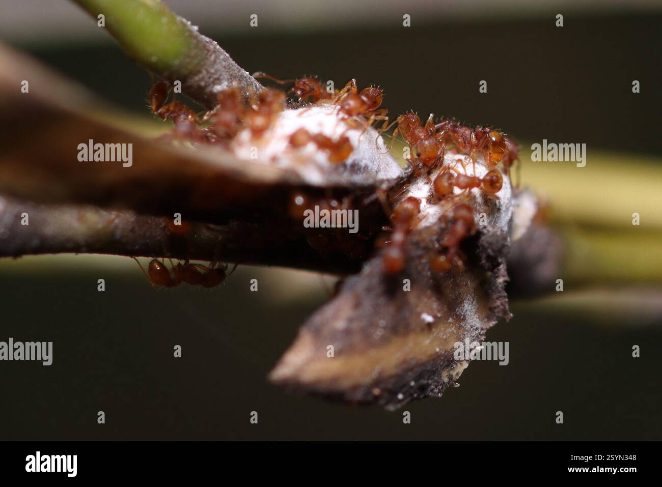 Little Fire Ant (Wasmannia auropunctata), Insecta, Araçariguama, SP ...
