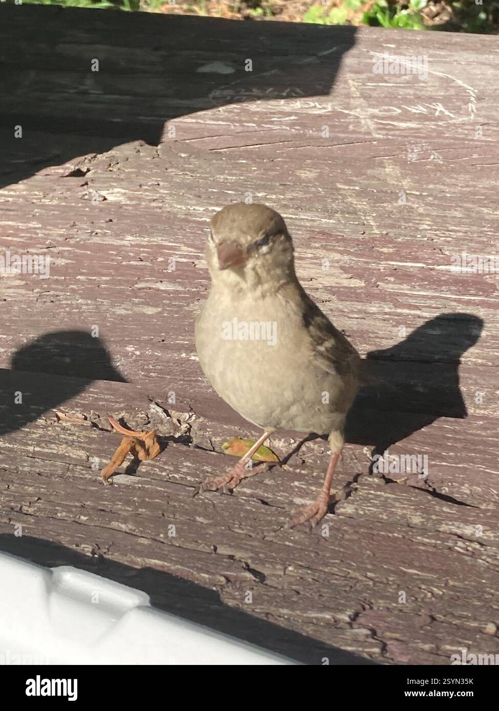 House Sparrow (Passer domesticus), Aves, Te Onepoto / Taylors Mistake ...
