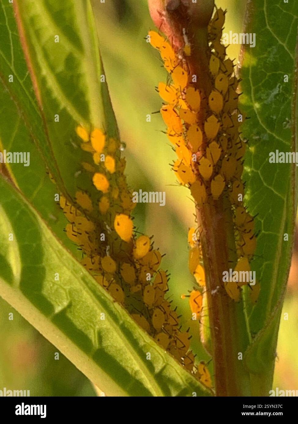 Oleander Aphid (Aphis nerii), Insecta, Nether Ridge Rd, Zebulon, NC, US ...