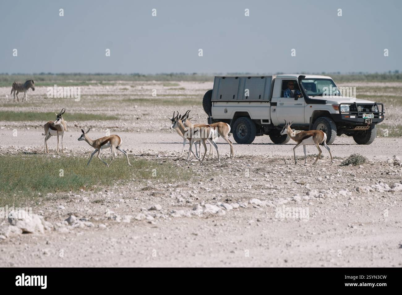 Etosha, Namibia. April 27, 2024: Group of springboks antelopes and one ...