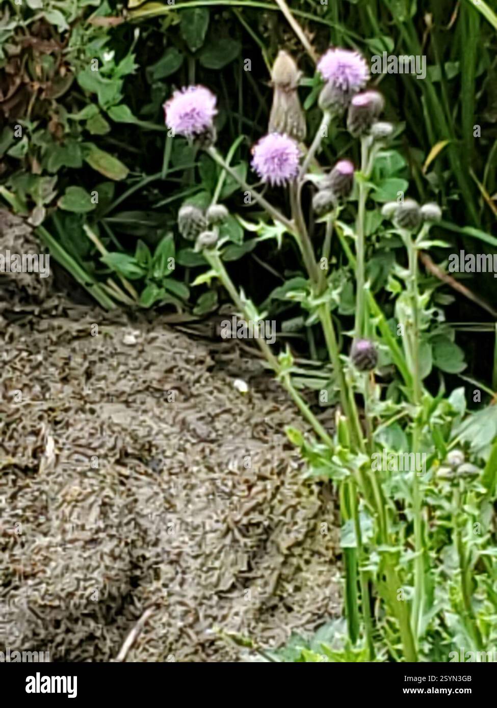 creeping thistle (Cirsium arvense), Plantae, Fergus County, MT, USA ...