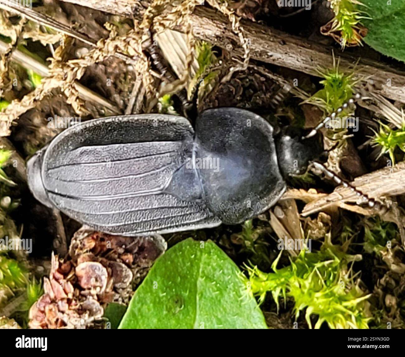 (Silpha tristis), Insecta, 3450 Lillerød, Danmark Stock Photo - Alamy