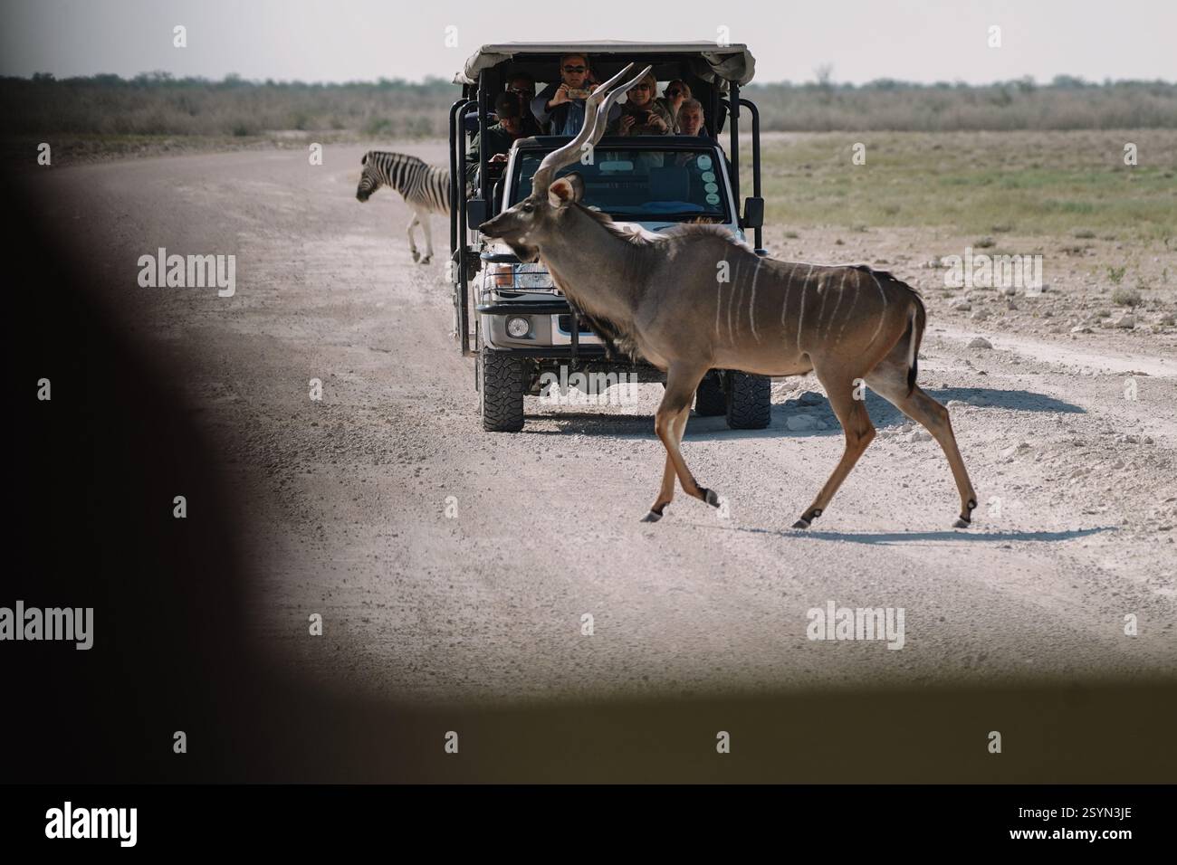 Etosha, Namibia. April 27, 2024: One kudu antelope and one zebra ...