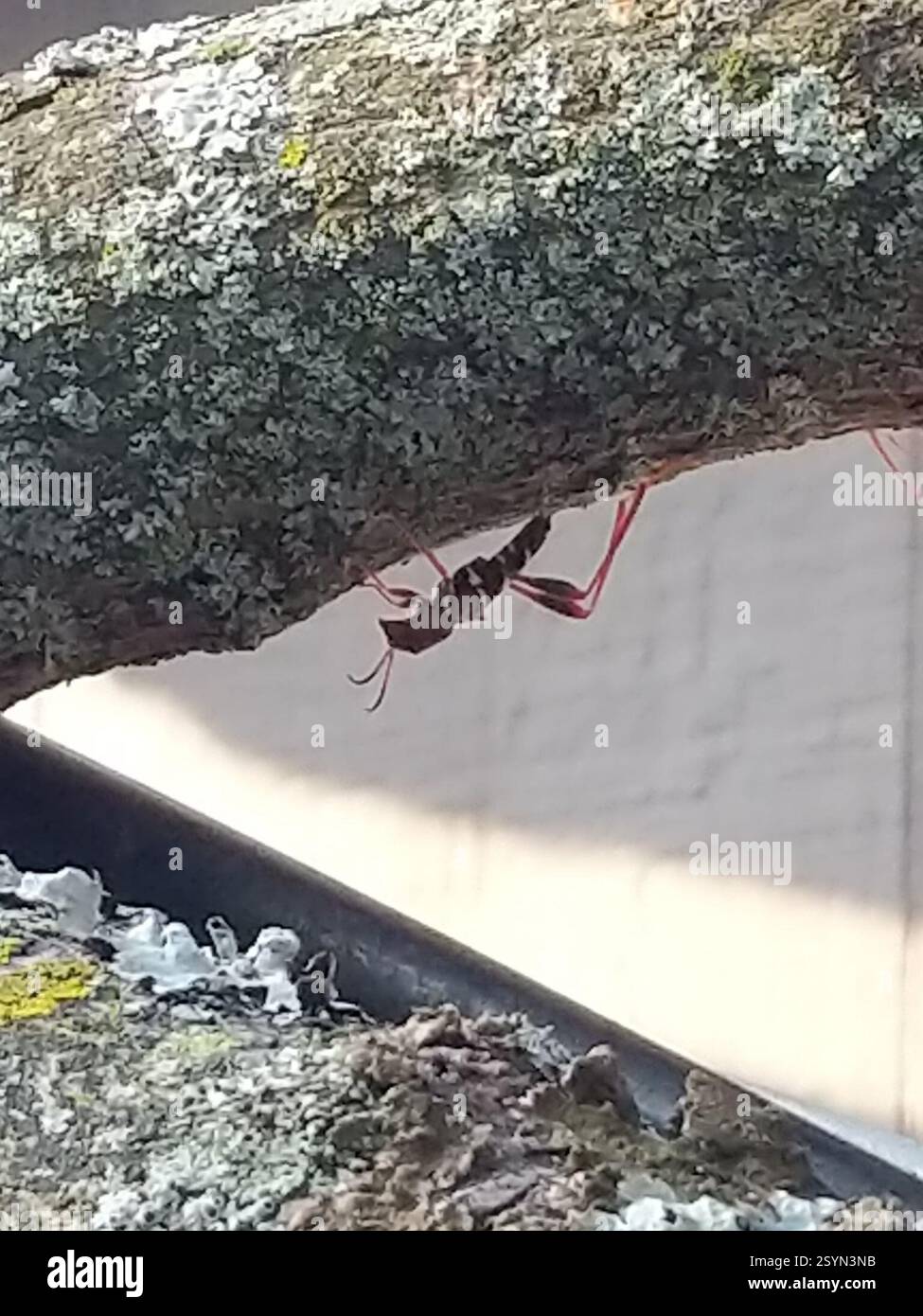 Headed ash borer neoclytus acuminatus hi-res stock photography and ...