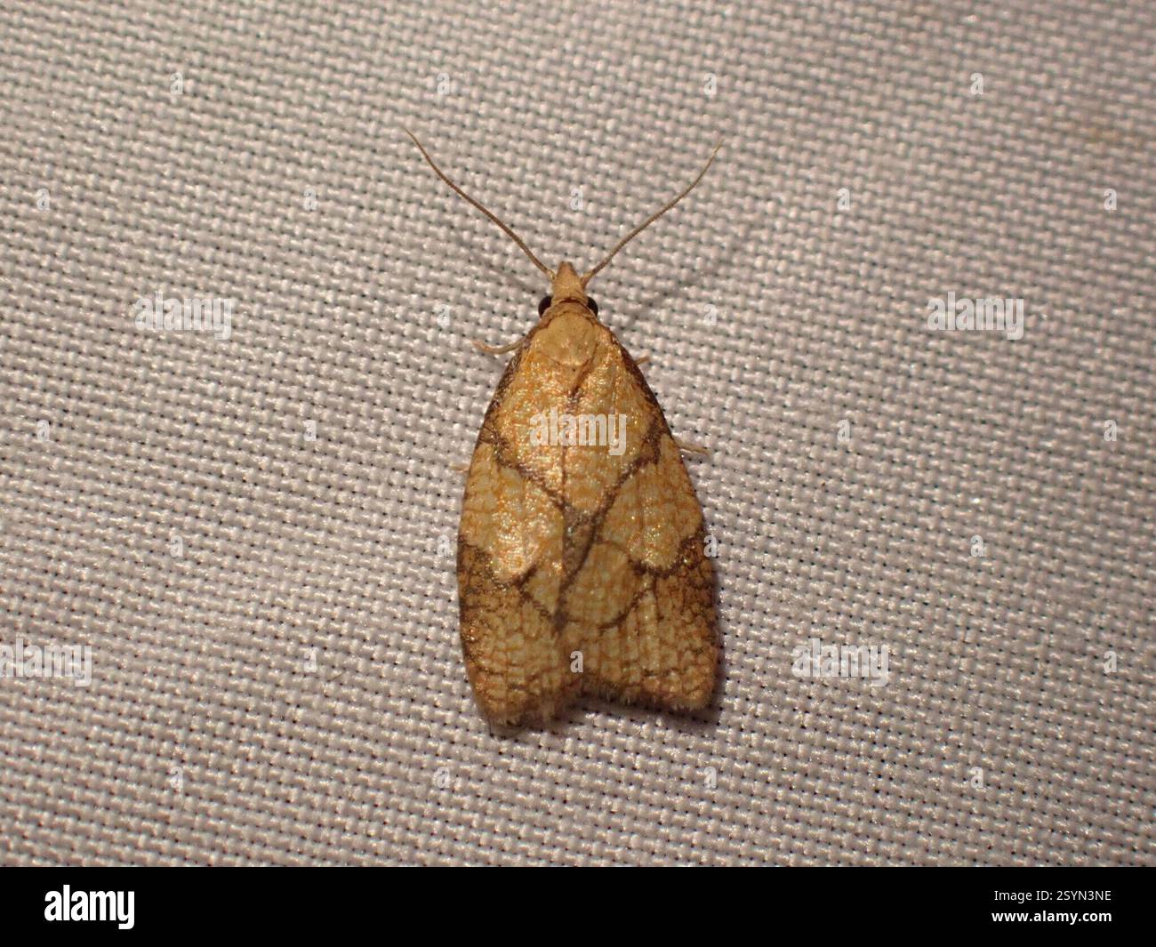 Reticulated fruitworm moth hi-res stock photography and images - Alamy