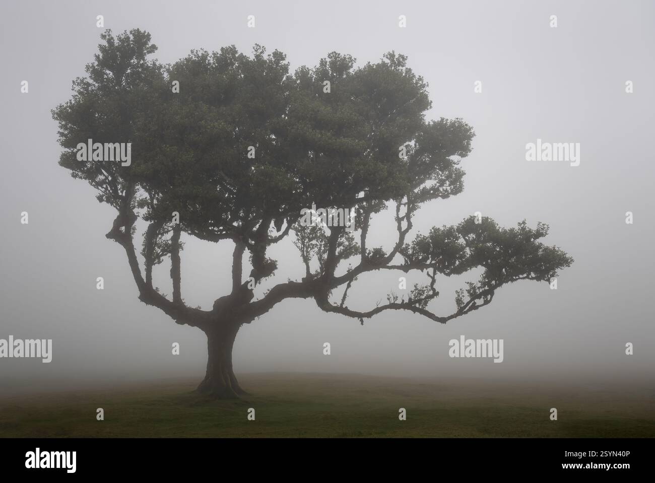 Large ancient laurel tree shrouded in cloud in the forests of Fanal ...
