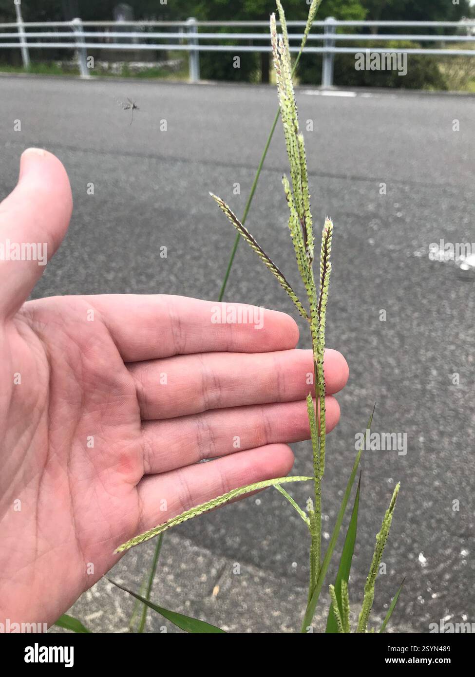 Vasey Grass (Paspalum urvillei), Plantae, Shimokoshikicho Nagahama ...