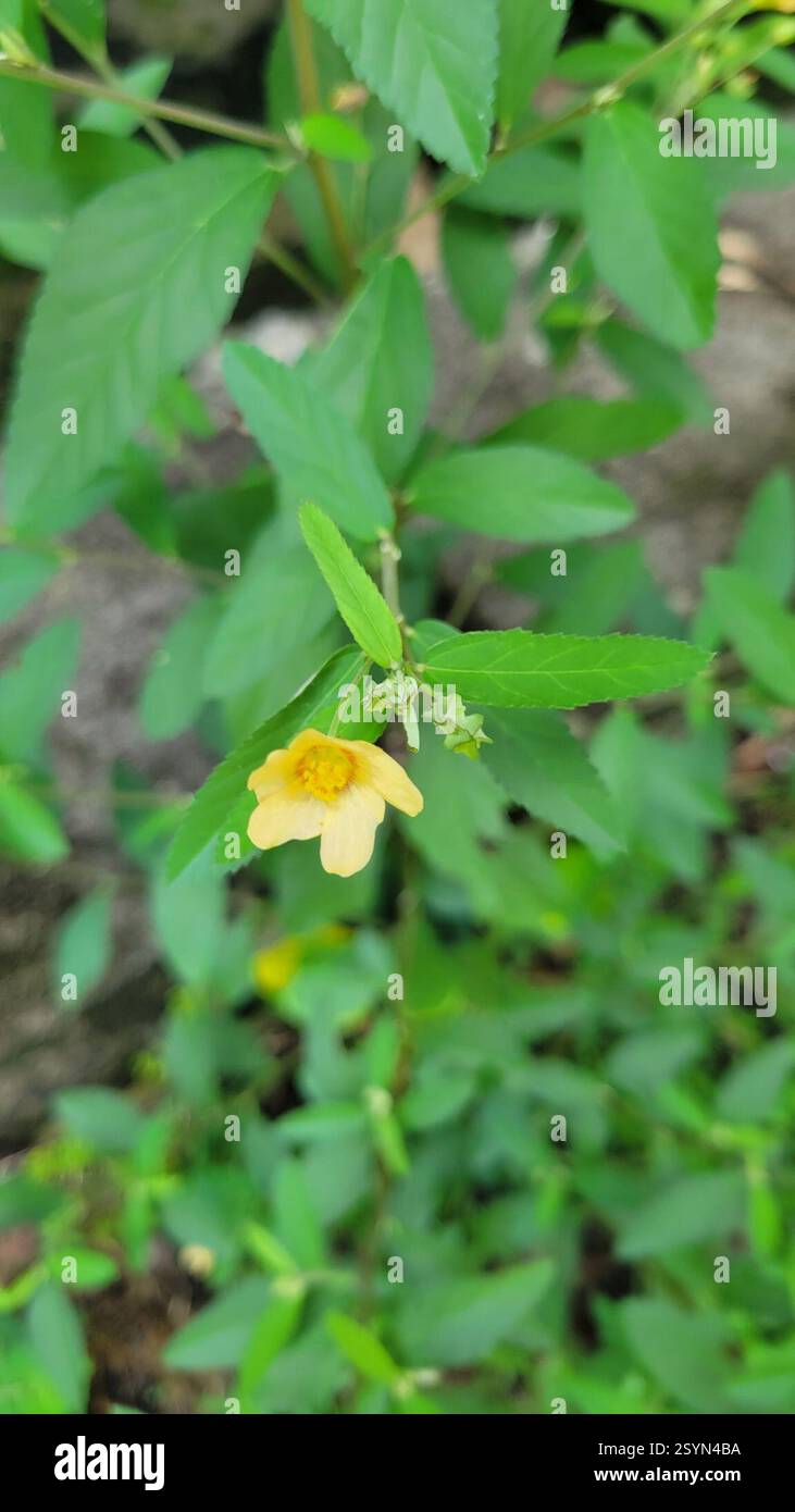 Cuban jute (Sida rhombifolia), Plantae, Pendleton King, Augusta, GA ...