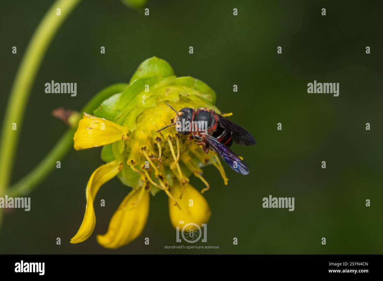 Perplexing Rotund-Resin bee (Anthidiellum perplexum), Insecta, Chimney Lakes, Jacksonville, FL ...