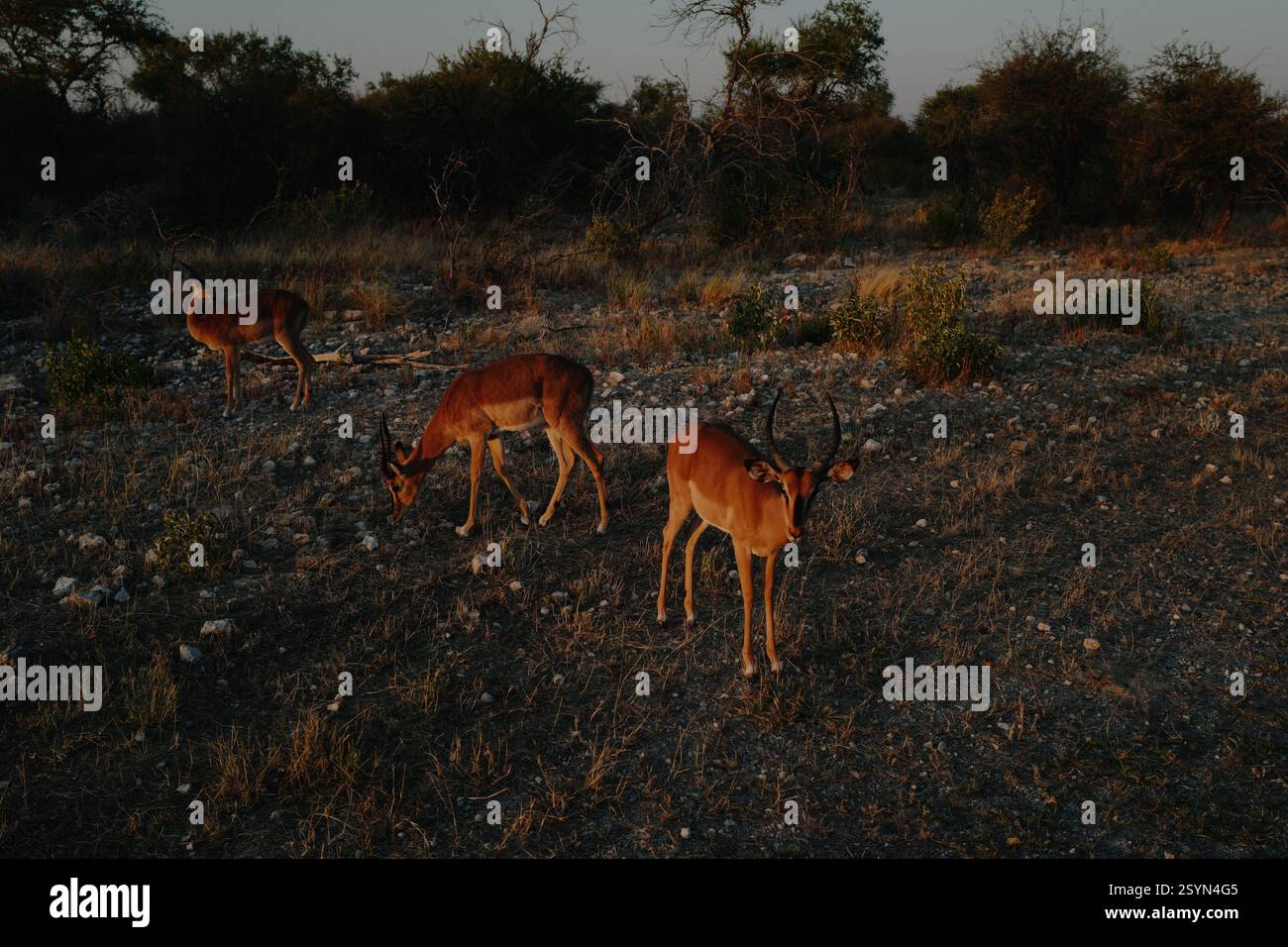 Herd springboks standing in hi-res stock photography and images - Alamy