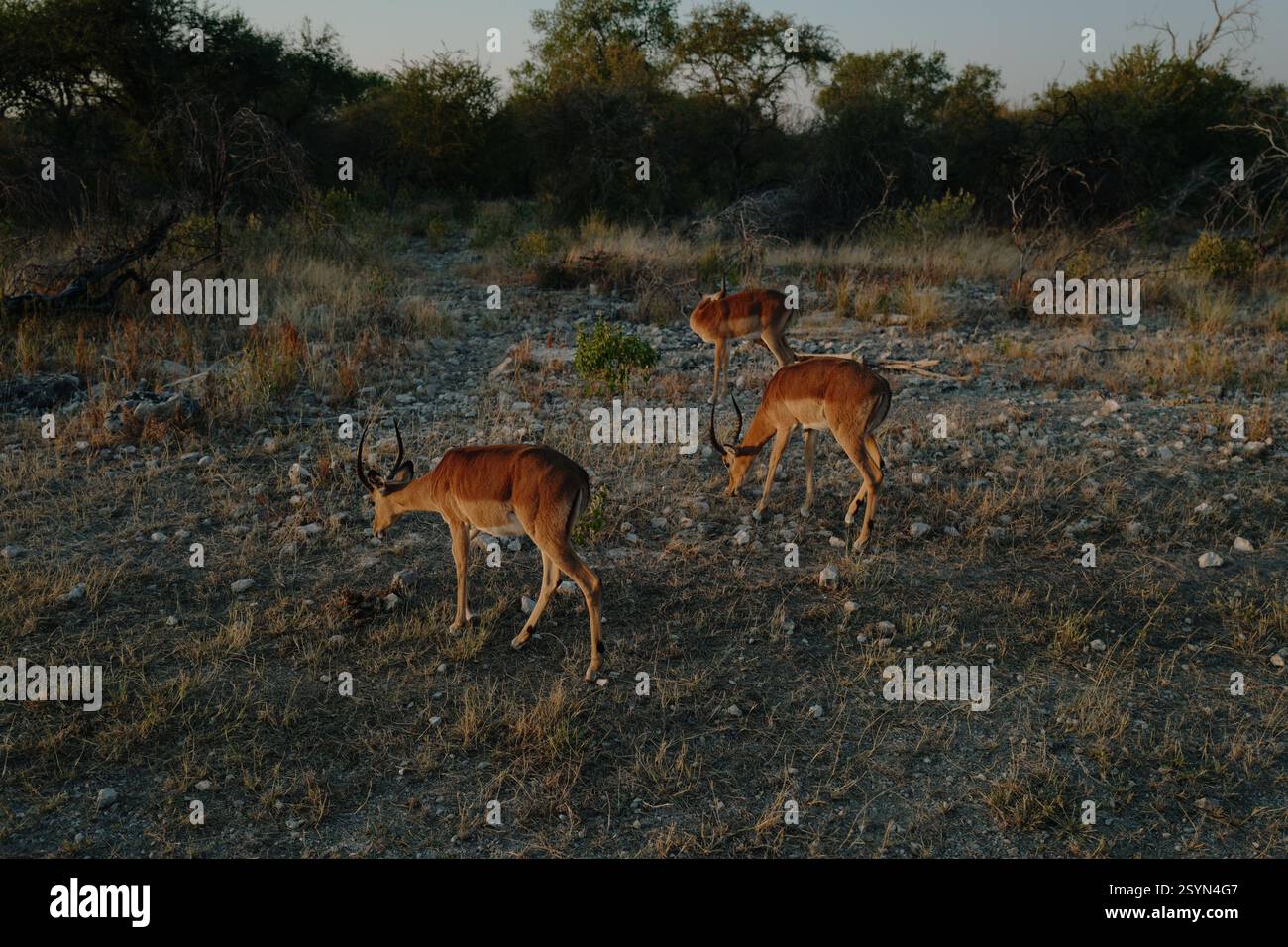 Herd springboks standing in hi-res stock photography and images - Alamy