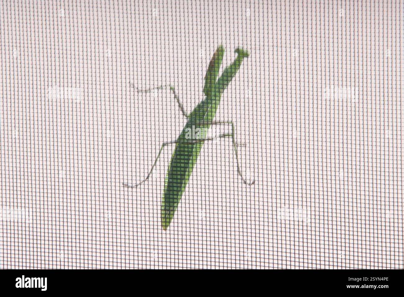 European Mantis (Mantis religiosa), Insecta, Hollabrunn, AT-NO, AT ...