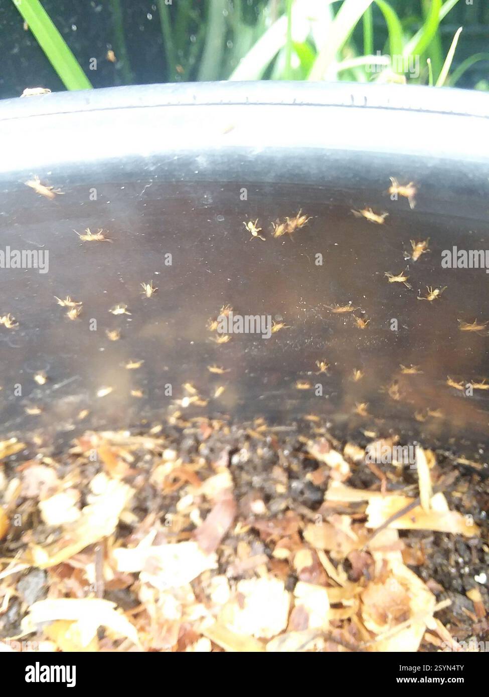 Ants (Formicidae), Insecta, Windsor Forest, Savannah, GA, USA Stock ...