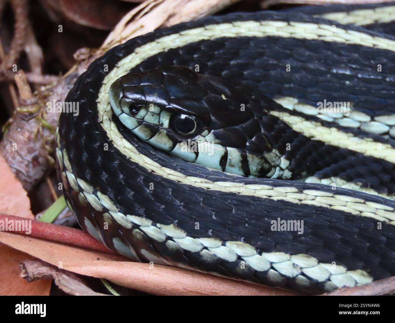 Puget Sound Garter Snake (Thamnophis sirtalis pickeringii), Reptilia ...