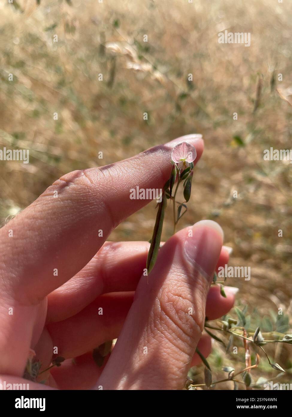 Spanish clover (Acmispon americanus), Plantae, Edenvale, San Jose, CA ...