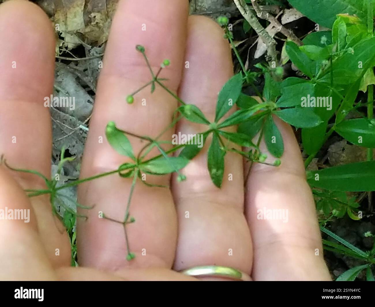 fragrant bedstraw (Galium triflorum), Plantae, Paradise Township, PA ...