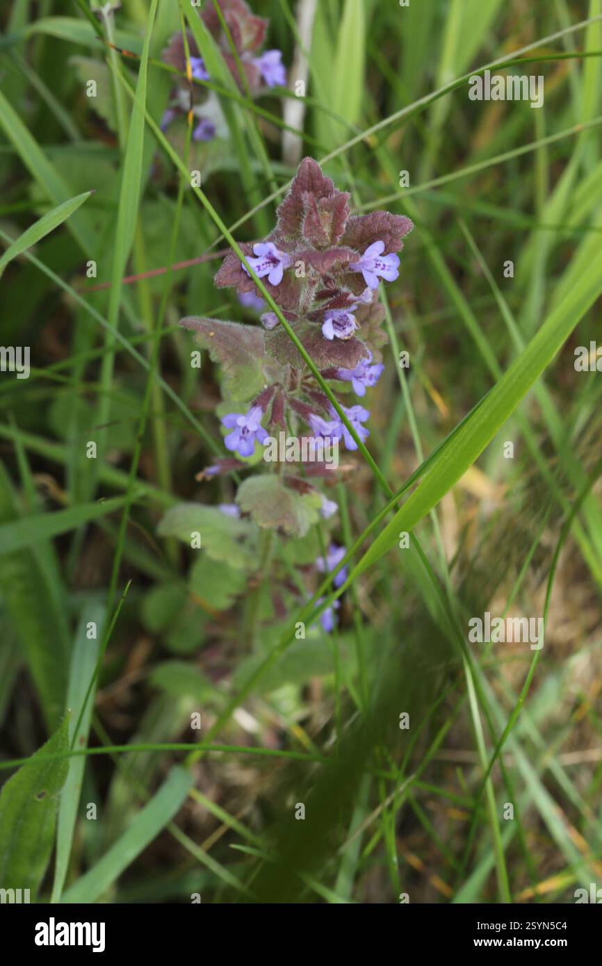ground-ivy (Glechoma hederacea), Plantae, Malltraeth Cob, Malltraeth ...