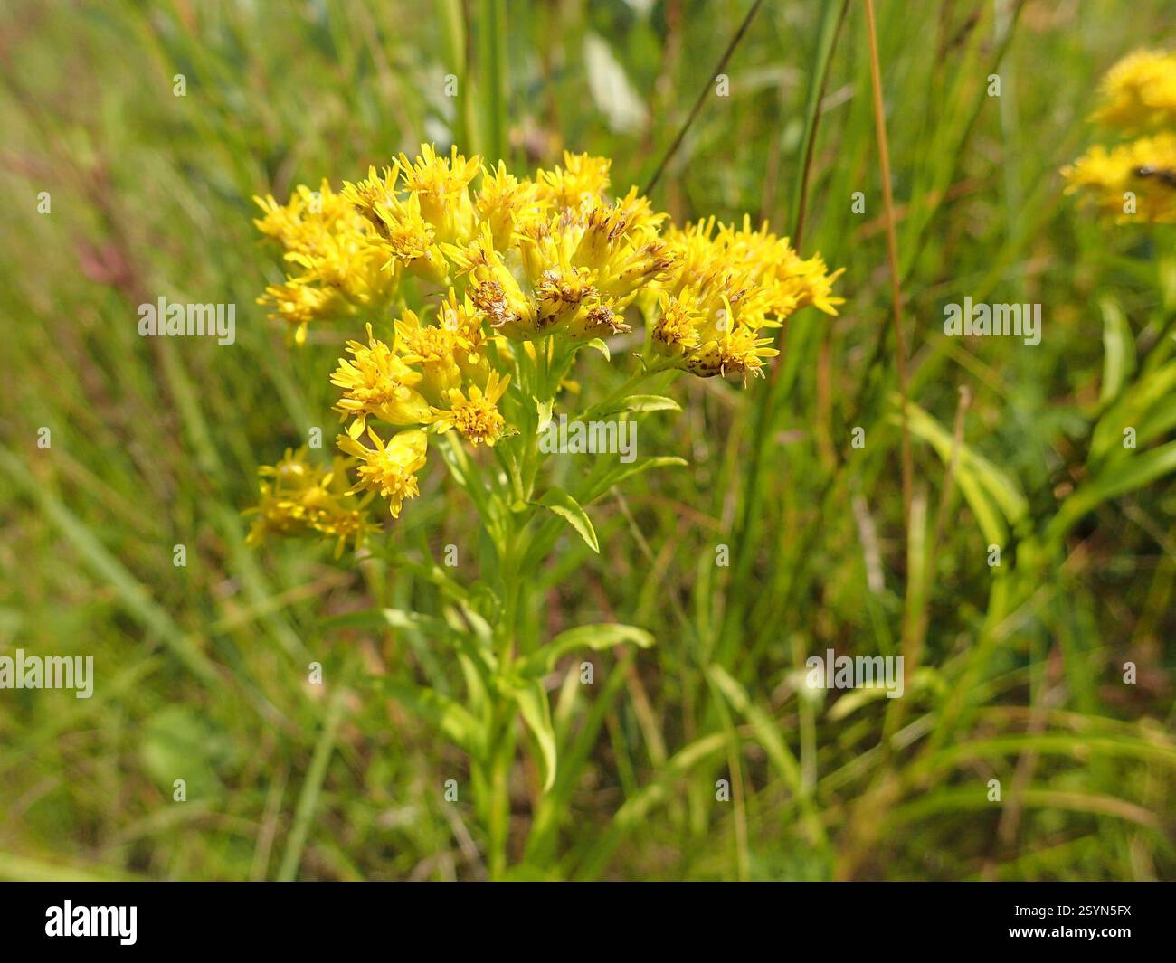 Riddell's goldenrod (Solidago riddellii), Plantae, Stuartburn, MB R0A ...