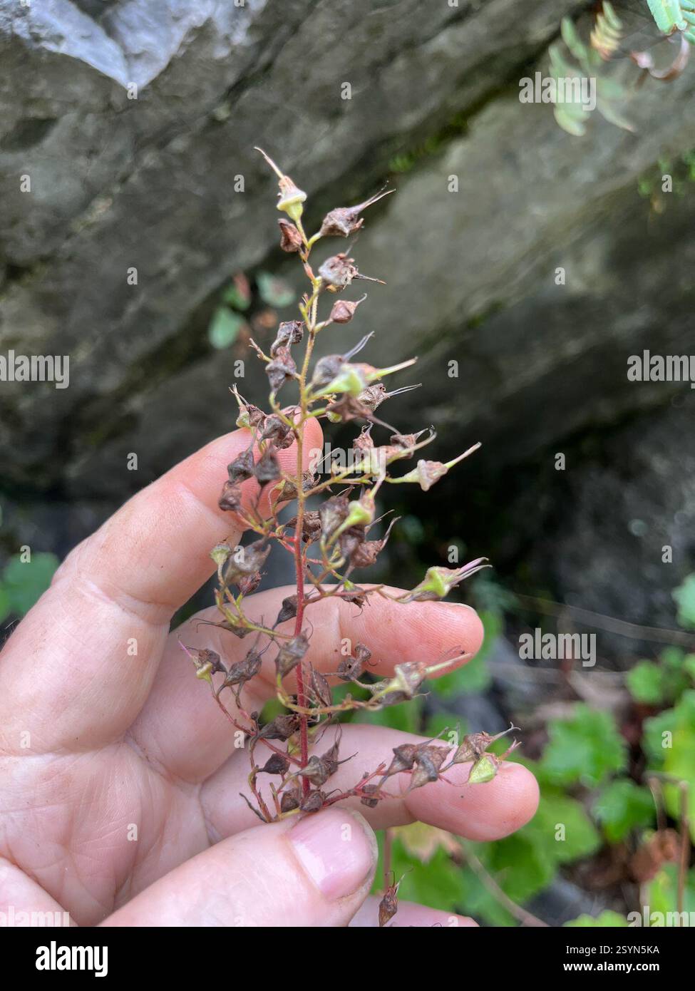 American alumroot (Heuchera americana), Plantae, Pennsylvania, US Stock ...