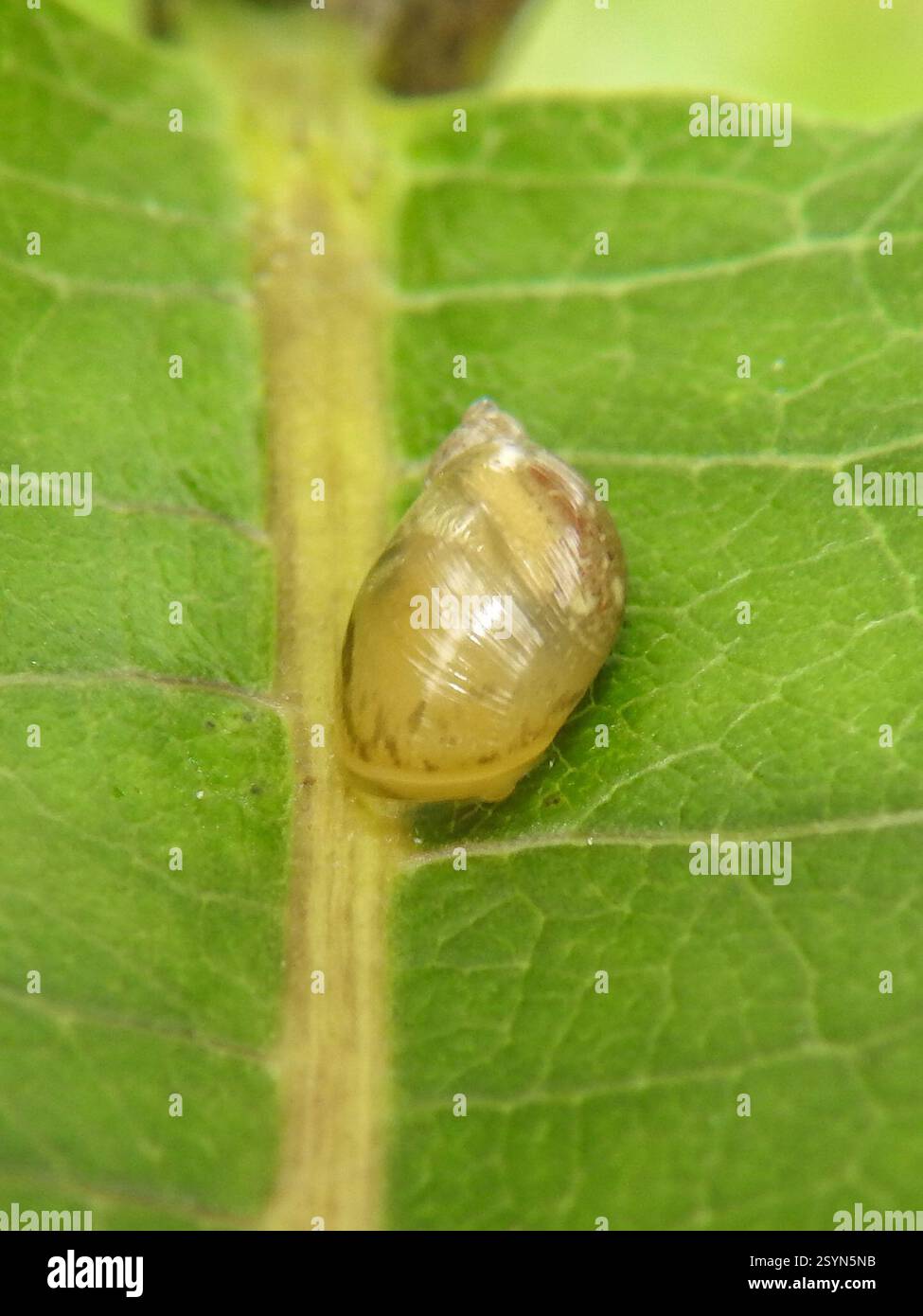 Amber Snails (Succineidae), Mollusca, Westborough, MA, USA Stock Photo ...