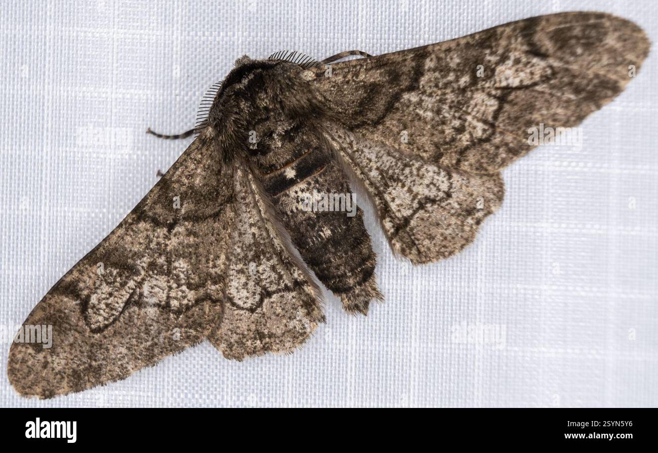 Peppered Moth (Biston betularia), Insecta, Wisconsin, US, at 395 nm UV ...
