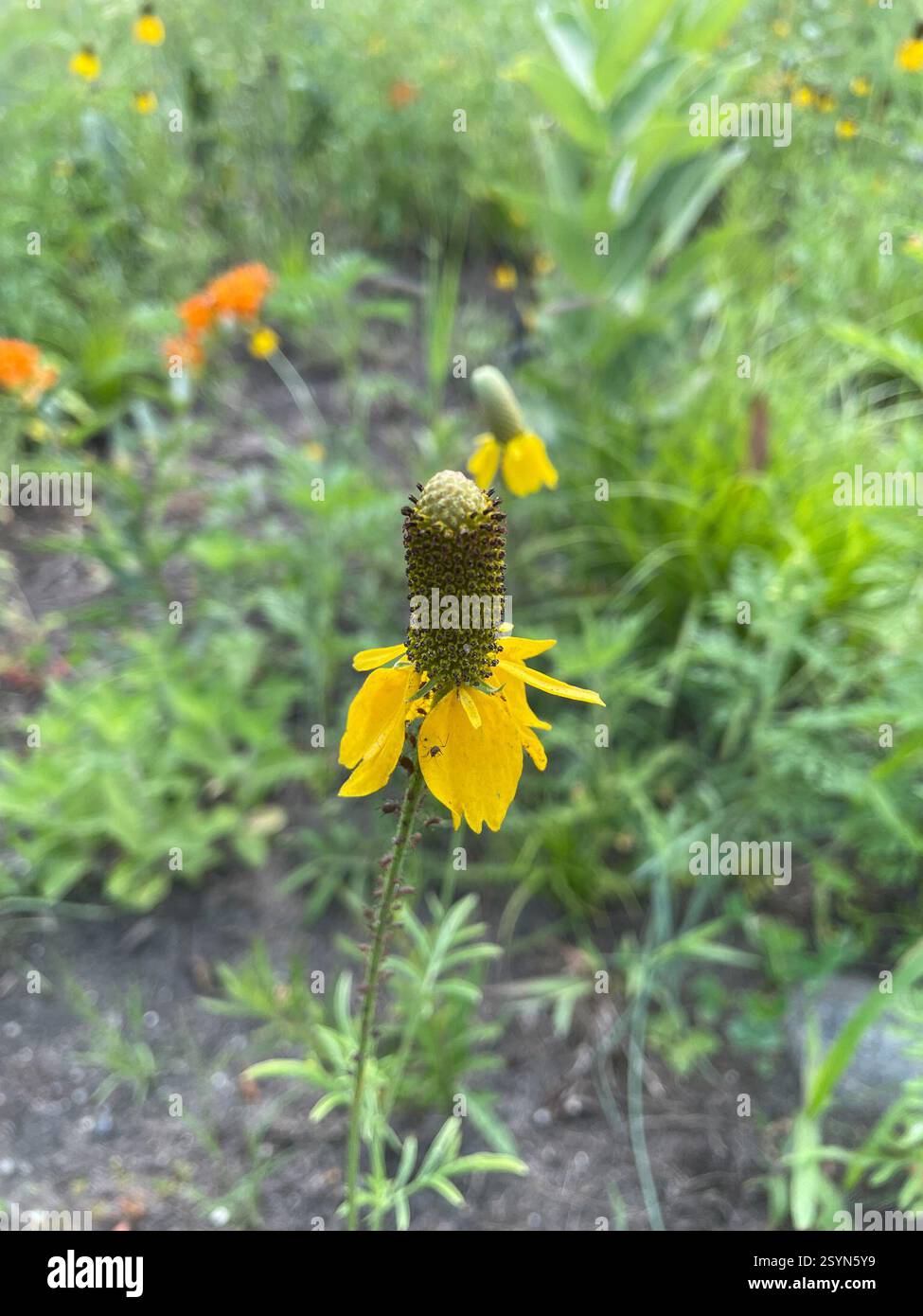 upright prairie coneflower (Ratibida columnifera), Plantae, Lino Lakes ...