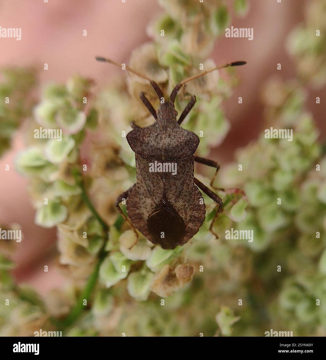 Dock Bug (Coreus marginatus), Insecta, Powiat wejherowski, Polska Stock ...
