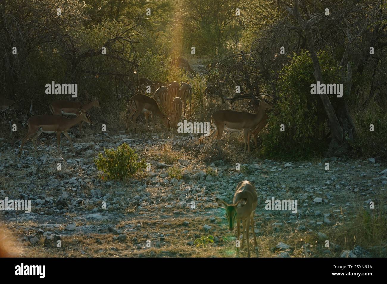 Herd springboks standing in hi-res stock photography and images - Alamy