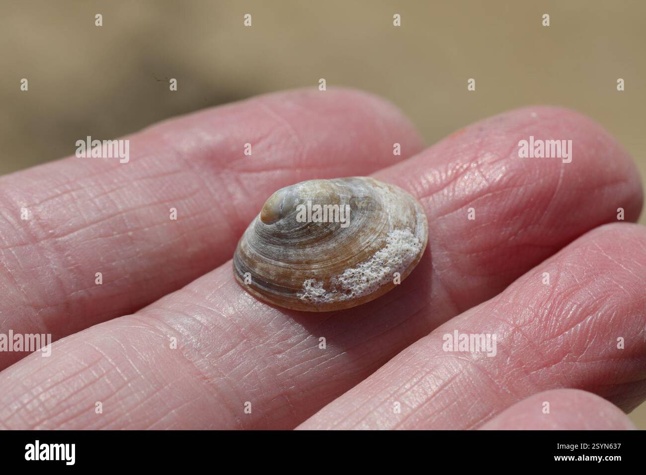 Blue-rayed Limpet (Patella pellucida), Mollusca, Porth Dafarch, Lon ...