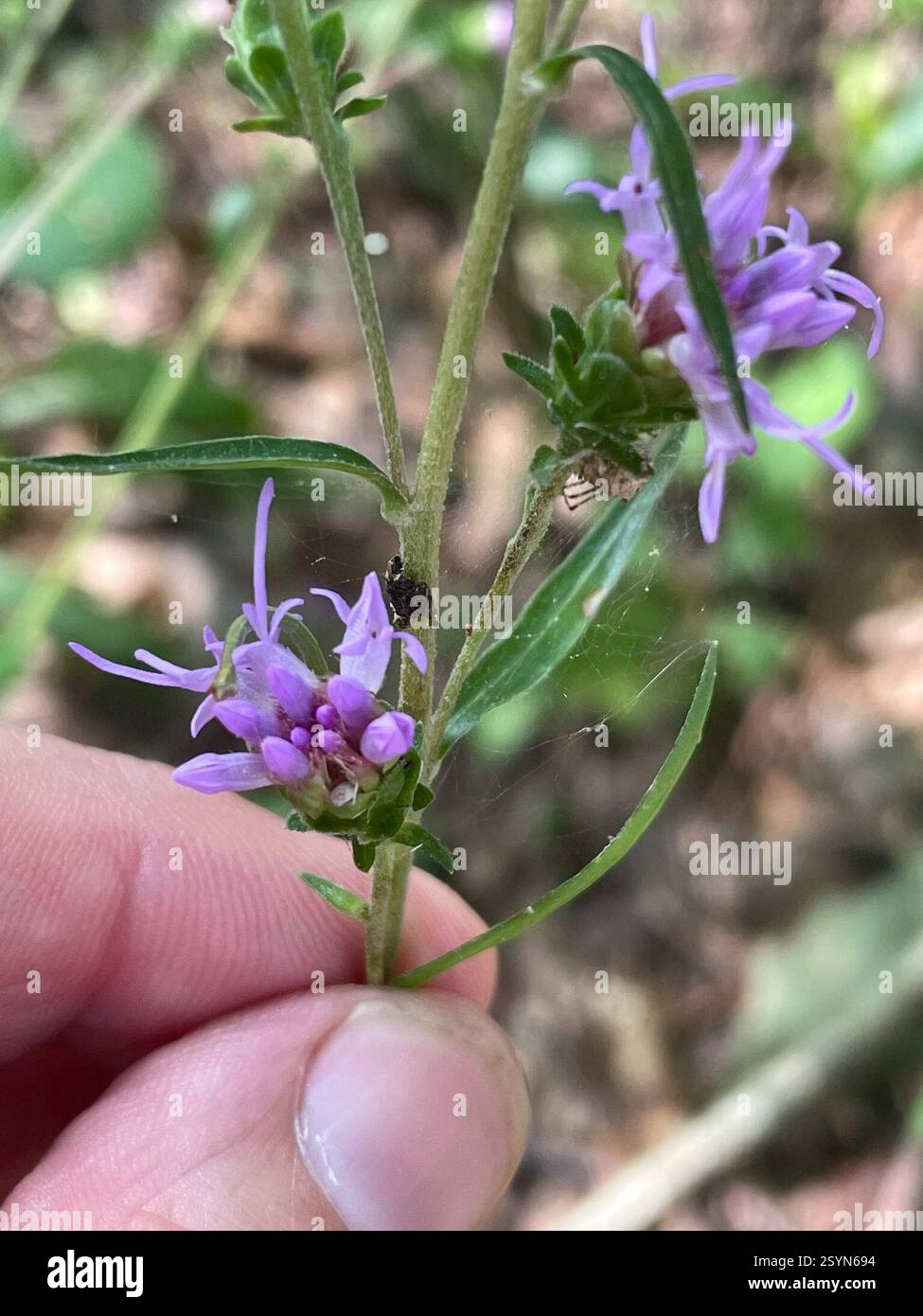 Appalachian blazing star (Liatris squarrulosa), Plantae, North Carolina ...