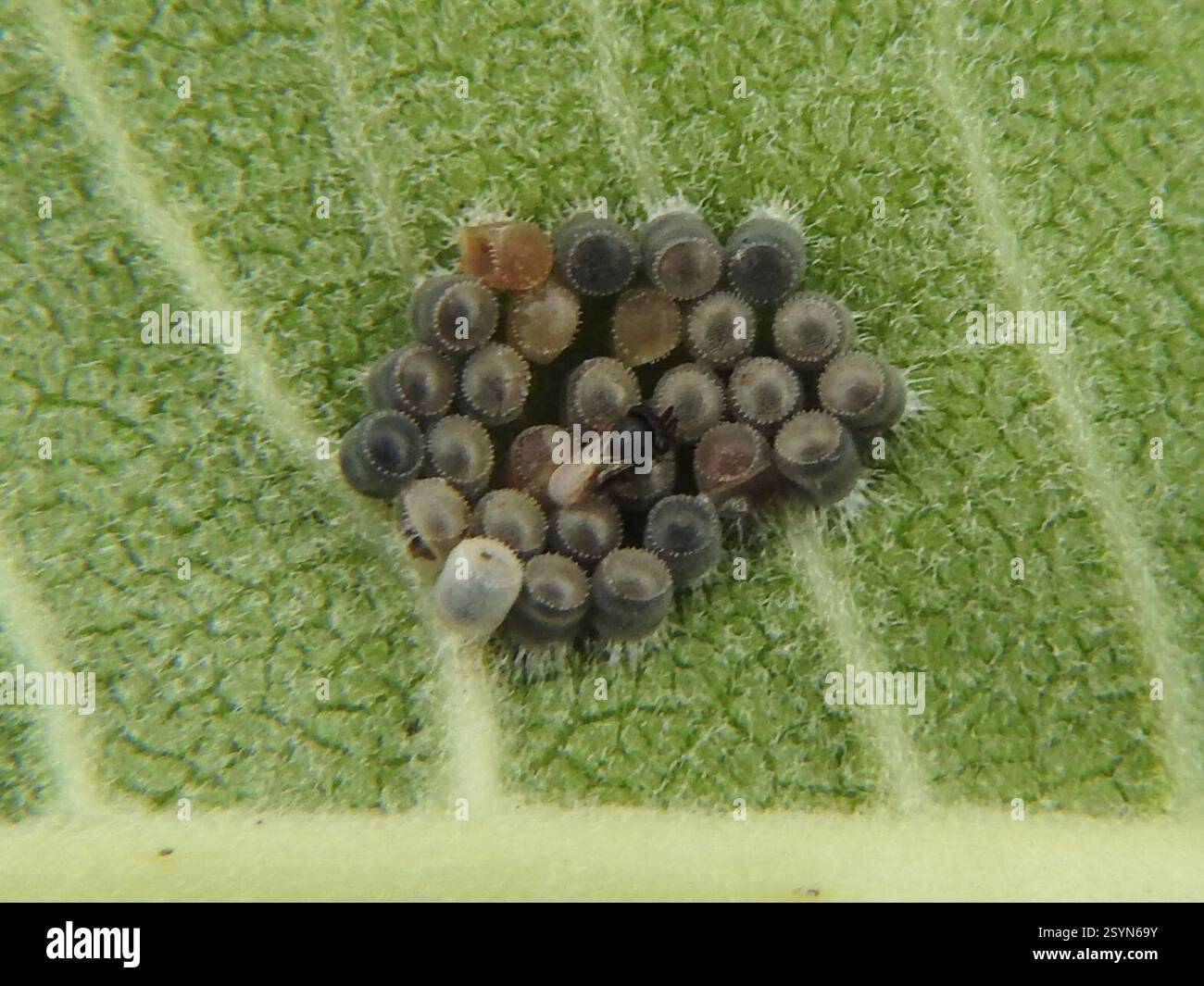 Telenominae hi-res stock photography and images - Alamy