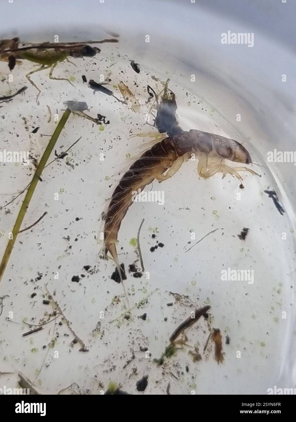 Common alderfly sialis lutaria hi-res stock photography and images - Alamy