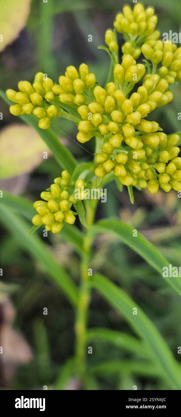 Riddell's goldenrod (Solidago riddellii), Plantae, Dorr Township, IL ...