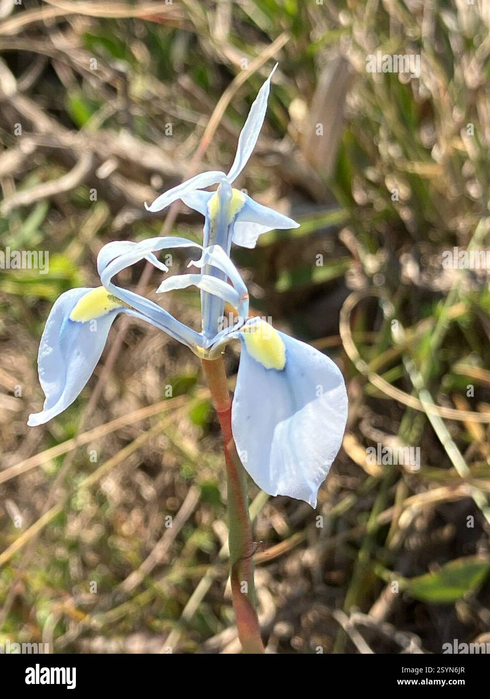 Blue Uintjie (Moraea tripetala), Plantae, Bontebok National Park, ZA-WC ...