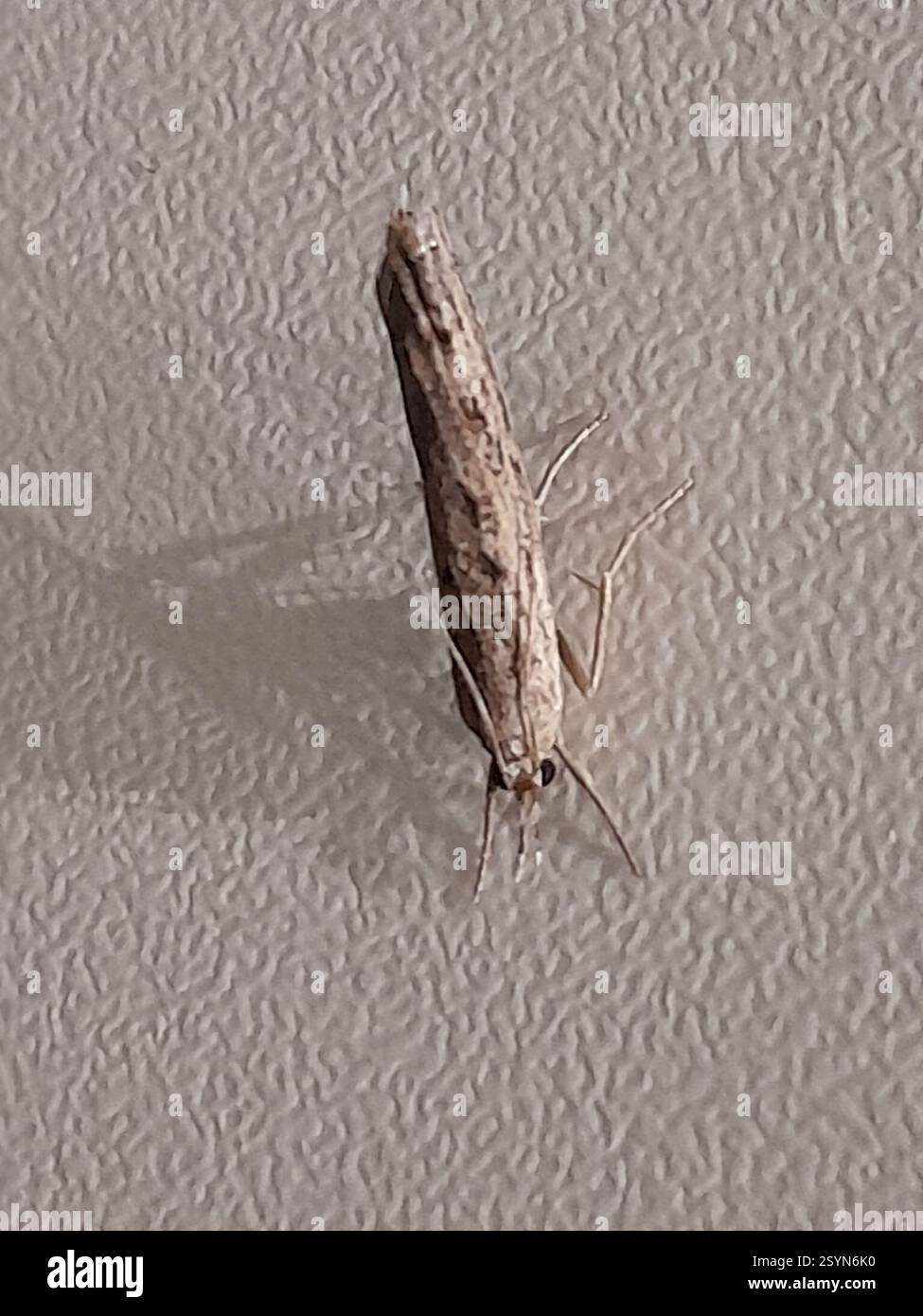Diamondback Moth (Plutella xylostella), Insecta, Edgemead, Cape Town ...
