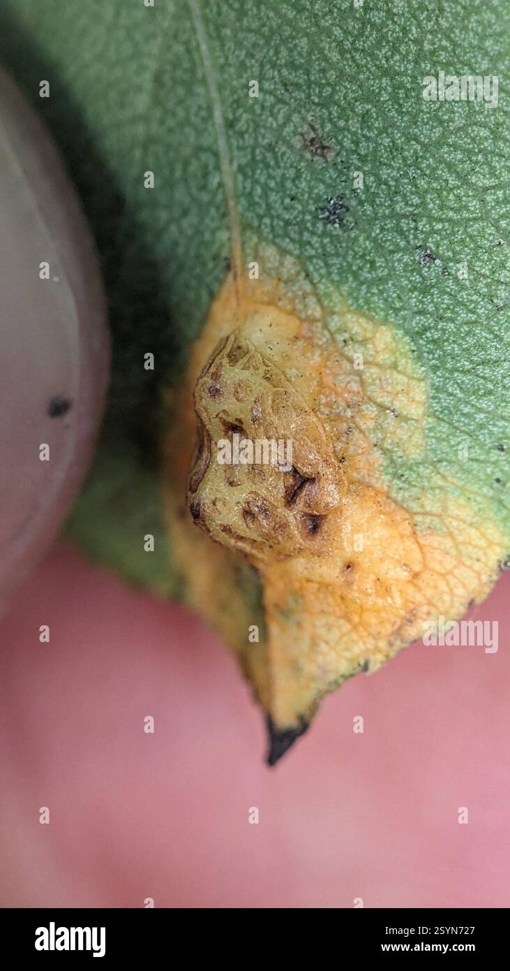 cedar rusts (Gymnosporangium), Fungi, Leytonstone, London, UK Stock ...