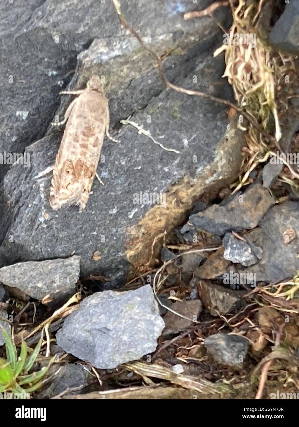 Gorse Pod Moth (Cydia succedana), Insecta, Borth, Borth, Wales, GB ...