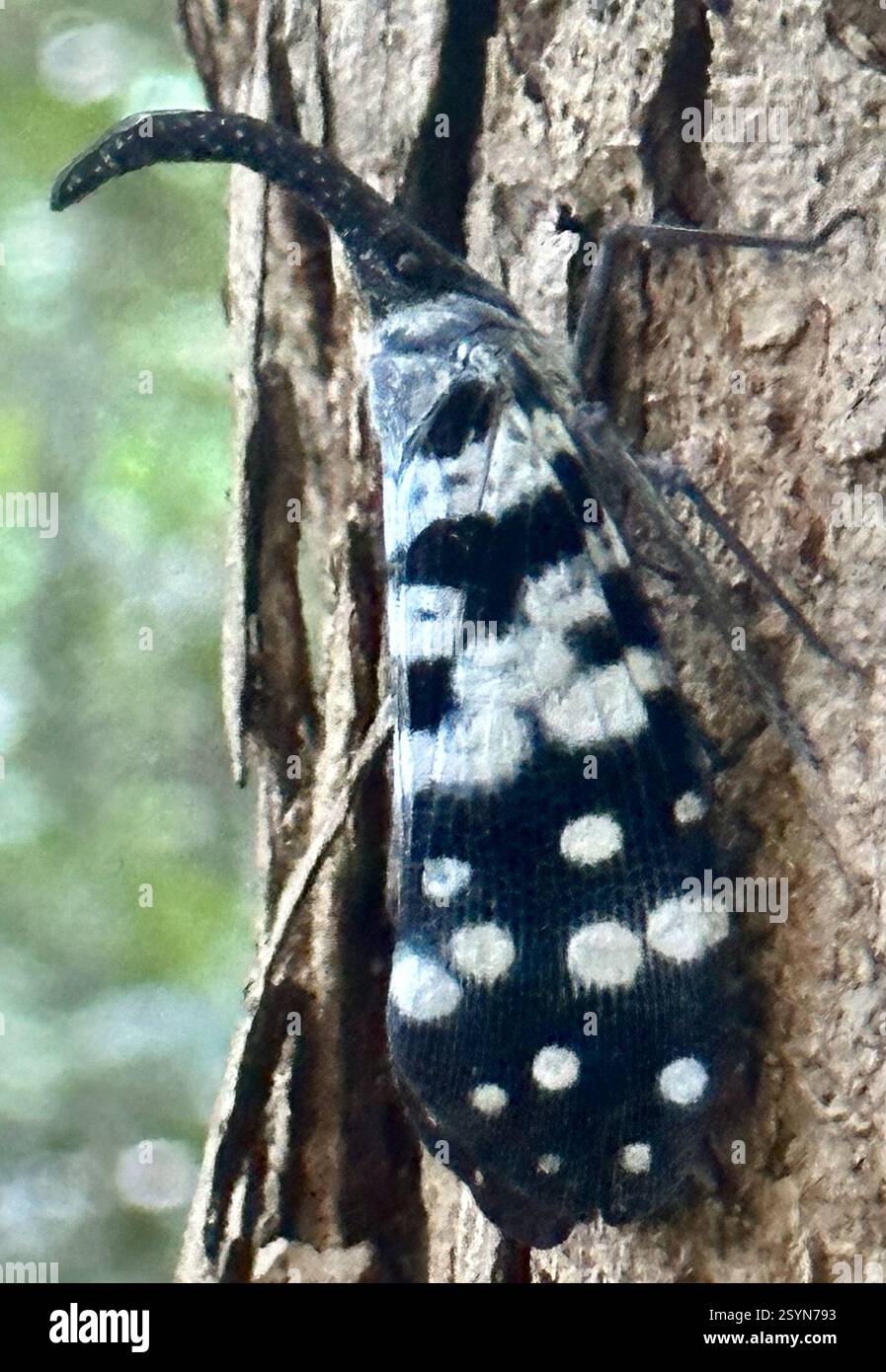Pyrops maculatus hi-res stock photography and images - Alamy