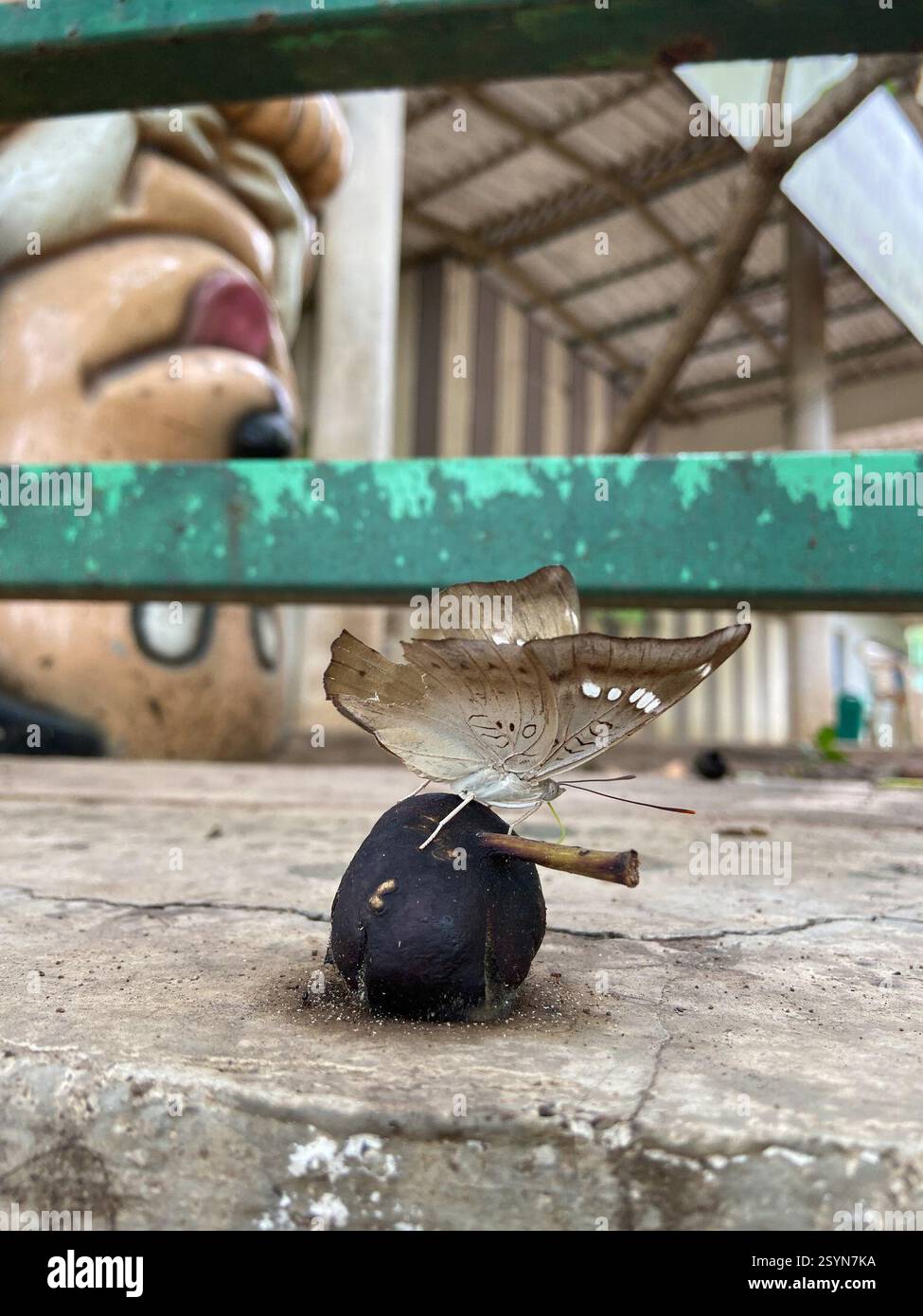 Common Baron (Euthalia aconthea), Insecta, Dolvan, Tapi, GJ, IN Stock ...