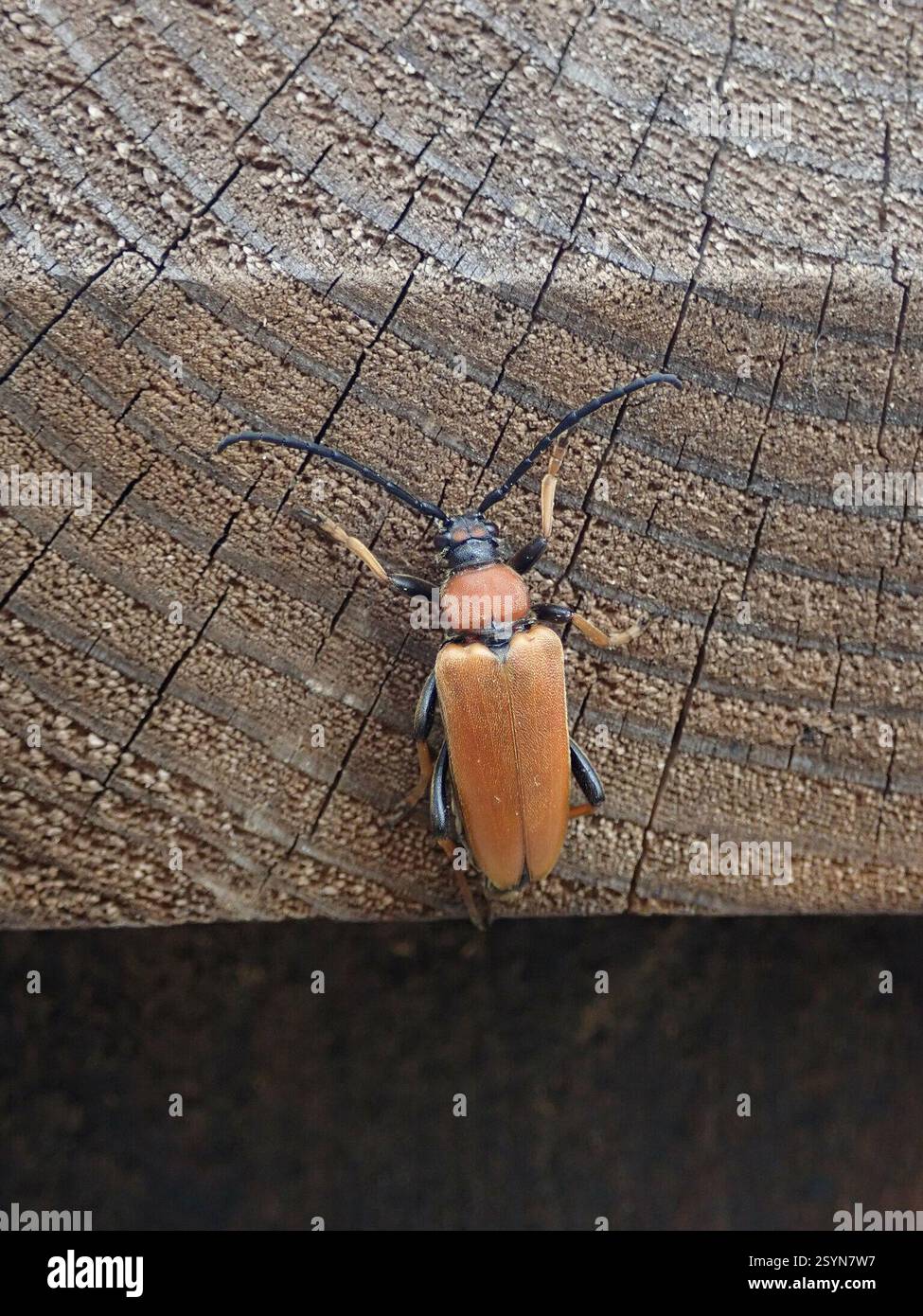 Red Pine Longhorn Beetle (Stictoleptura rubra), Insecta, Kongsberg ...