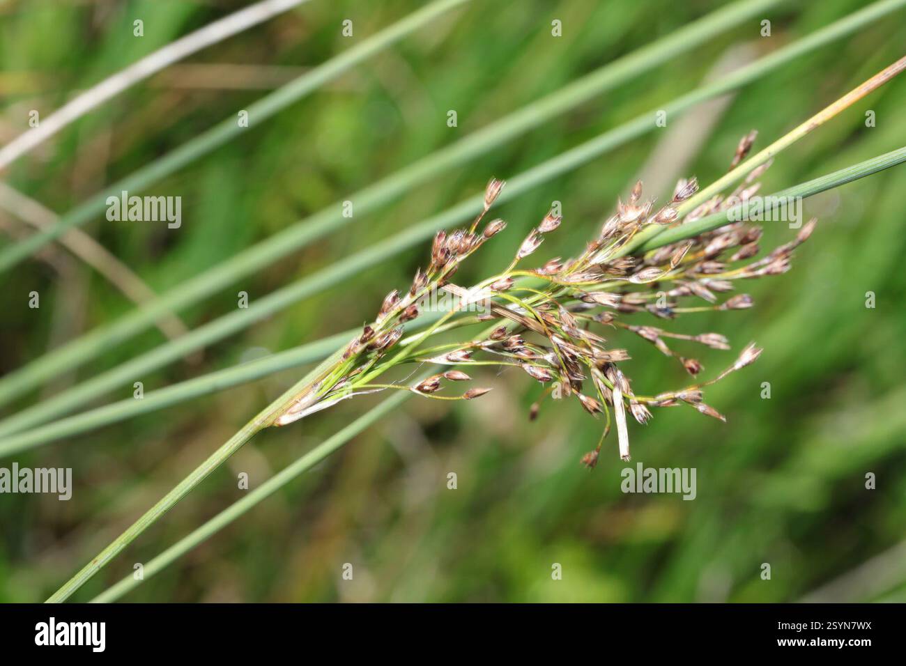Hard Rush (Juncus inflexus), Plantae, Tawd Valley Park, Glenburn Road ...