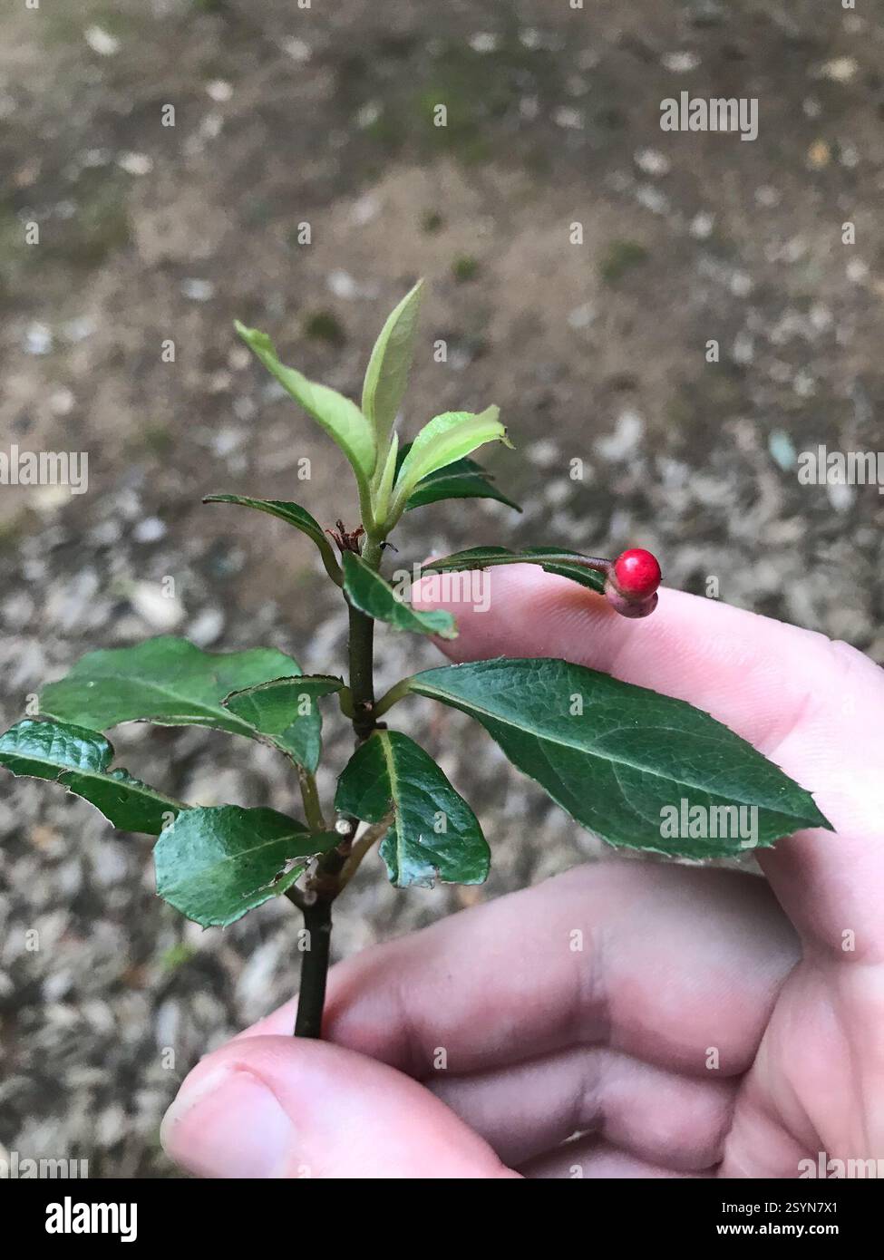 Japanese cleyera (Ardisia japonica), Plantae, Kamikoshikicho Kuwanoura ...