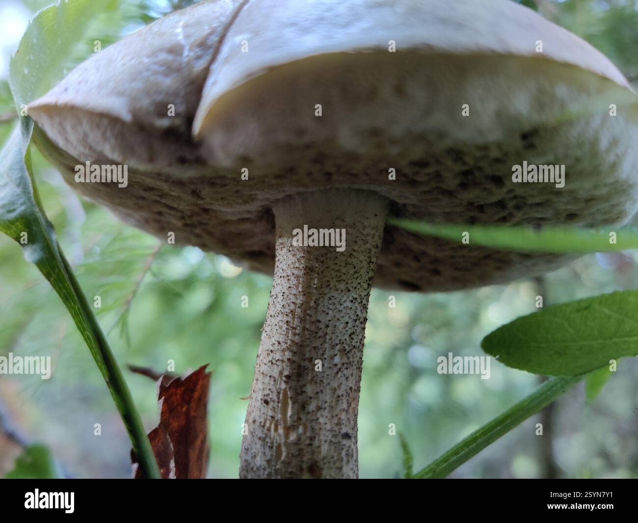 Ghost Bolete (Leccinum holopus), Fungi, Southwest Finland, FI-LS, FI ...